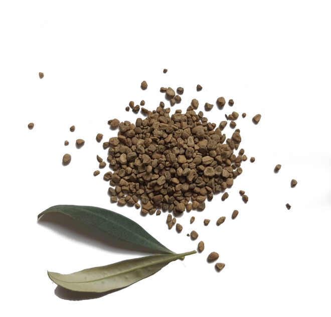 olive core 03 - Archisearch